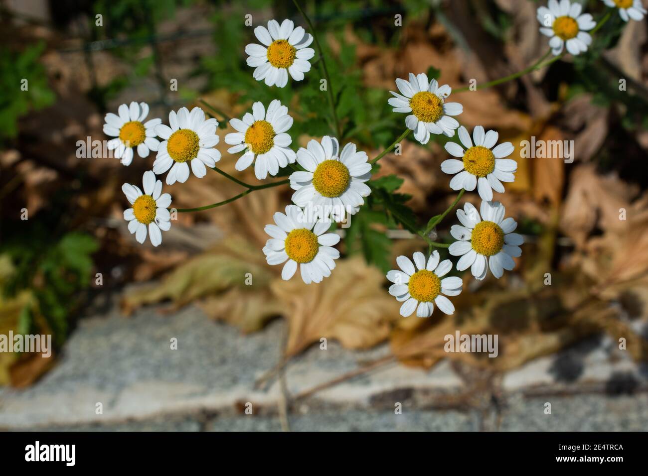 Blooming beautiful colorful daisy flowers in view Stock Photo - Alamy