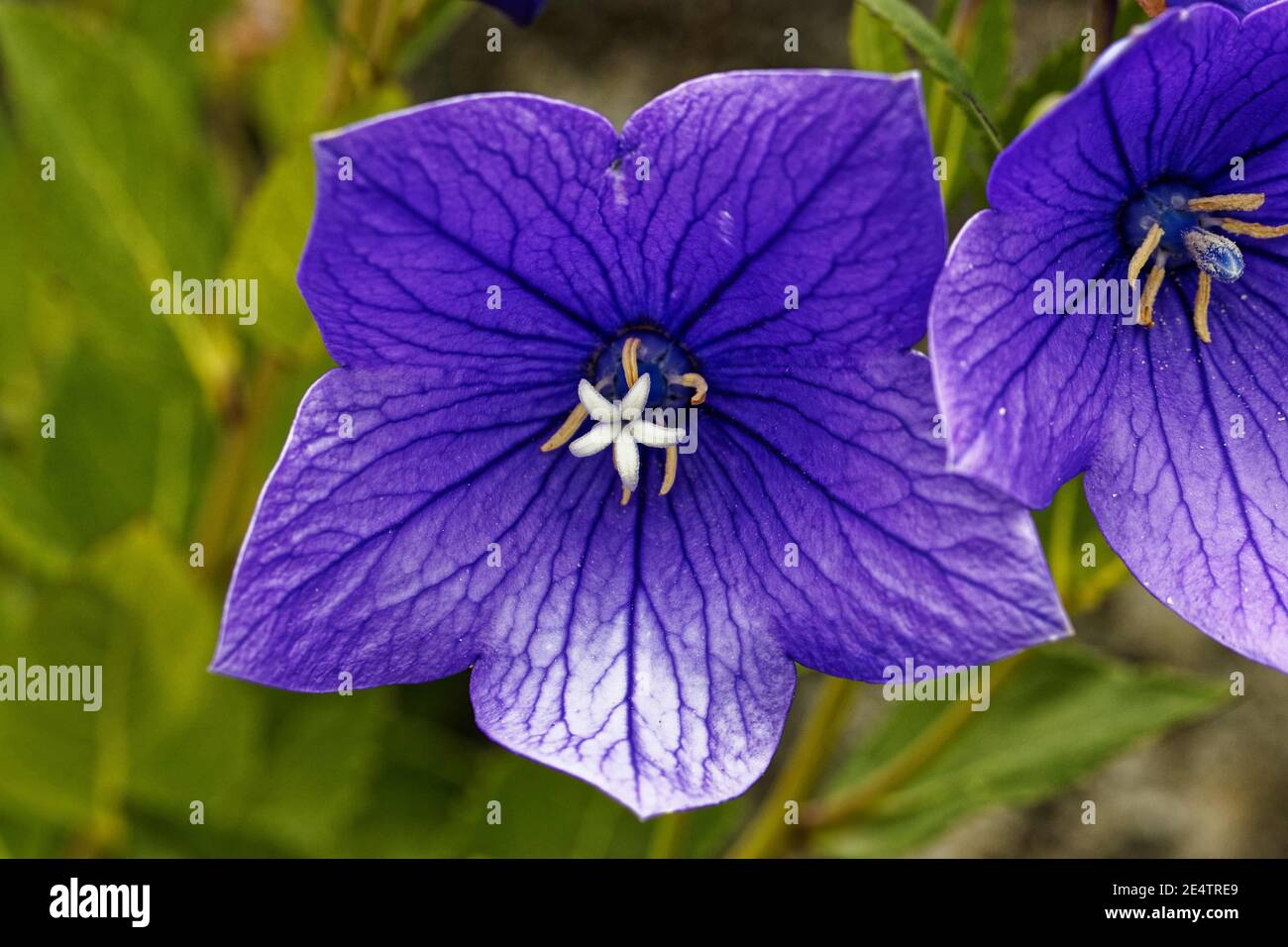 Lance shaped leaves hi-res stock photography and images - Alamy