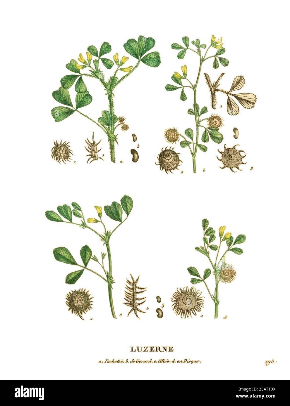 Medicago species 1 La flore et la pomone françaises (clean Stock Photo ...