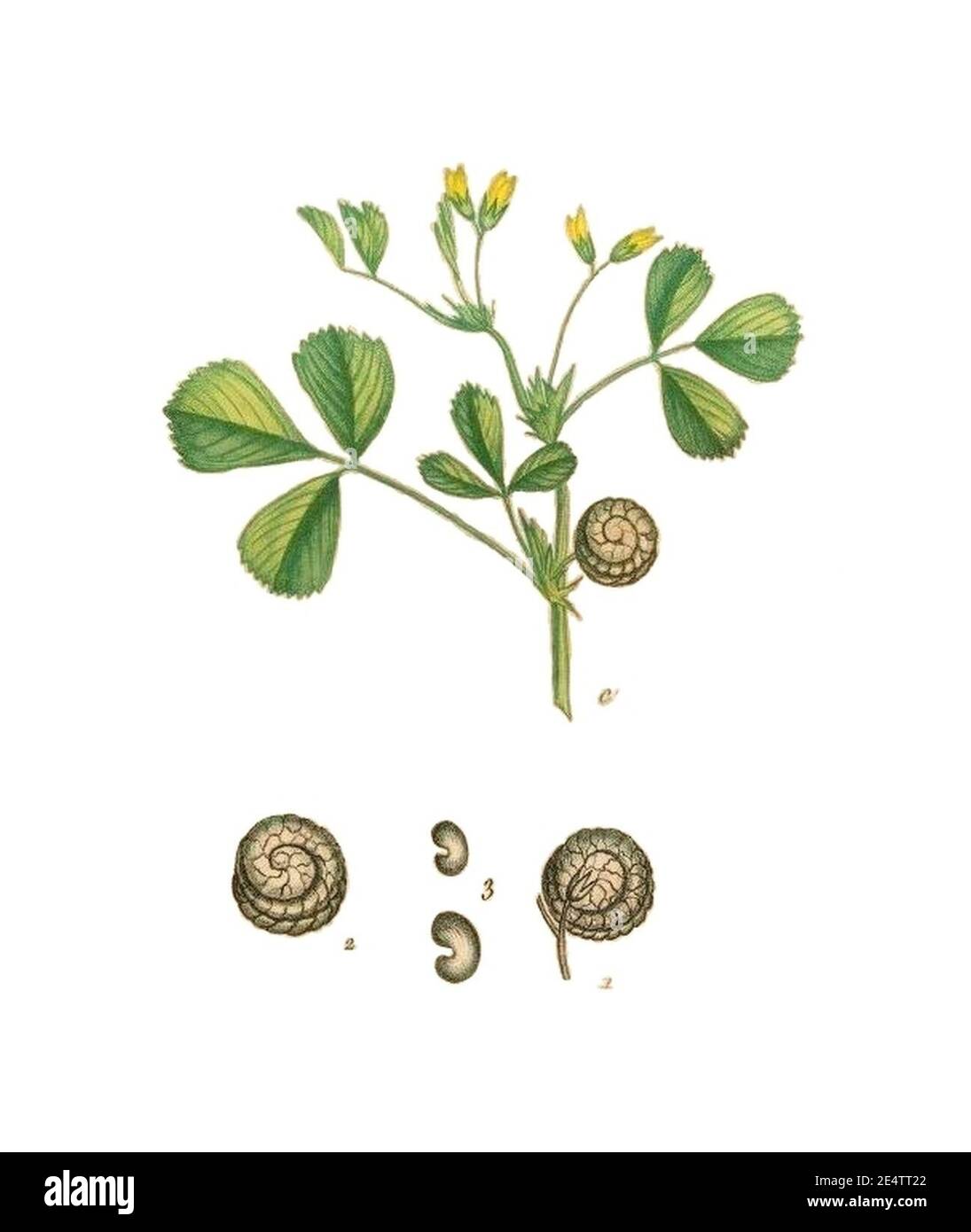 Medicago rugosa hi-res stock photography and images - Alamy