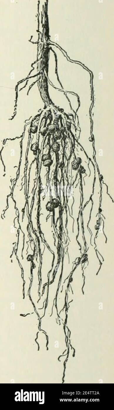 Medicago sativa root nodules (01 Stock Photo - Alamy