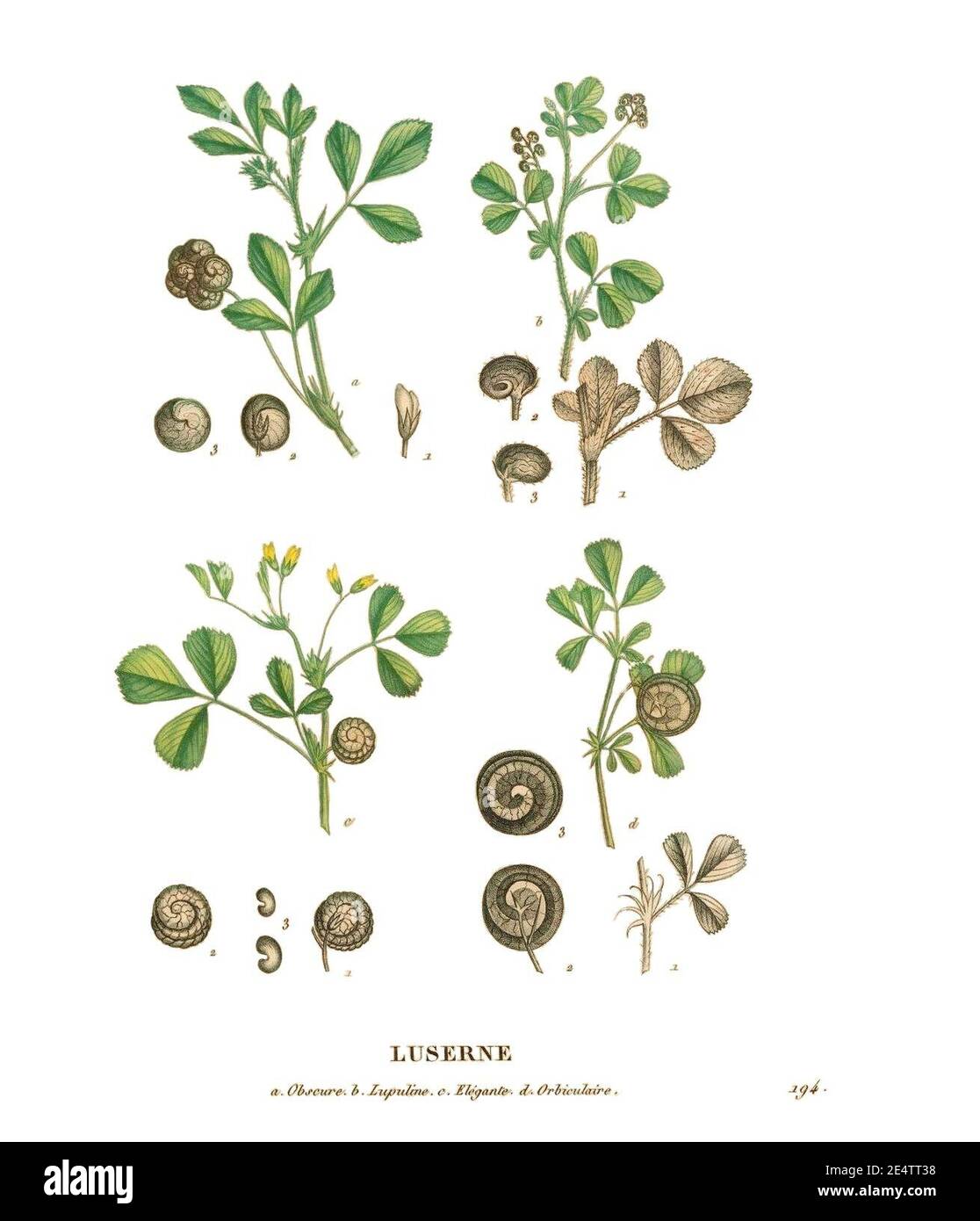 Medicago species 3 La flore et la pomone françaises (clean Stock Photo ...