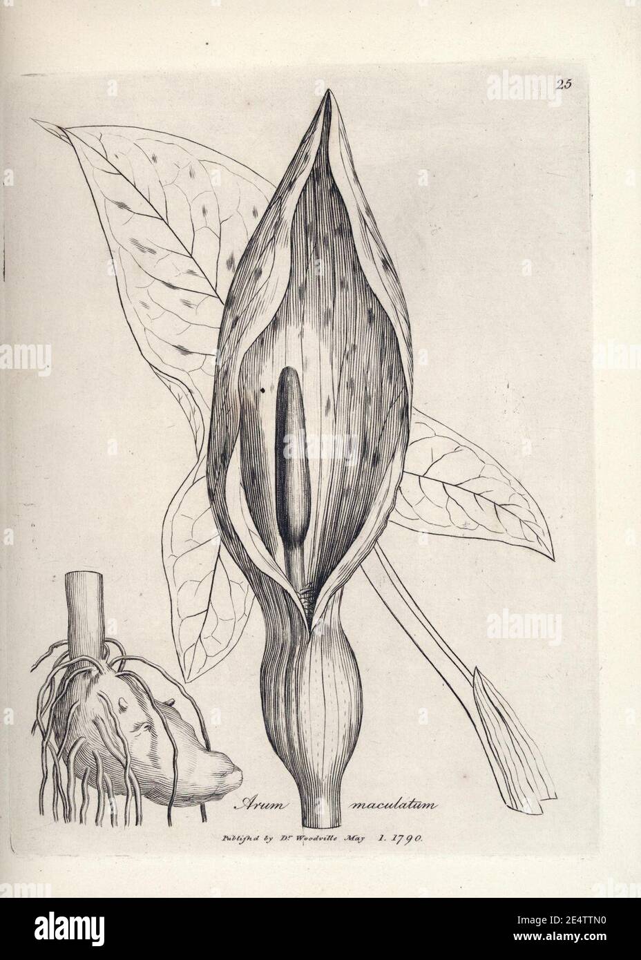 Medical botany (Plate 25 Stock Photo - Alamy