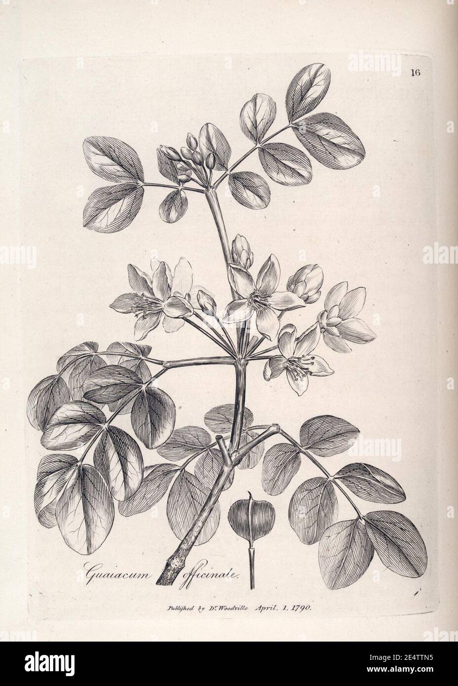 Medical botany (Plate 16 Stock Photo - Alamy