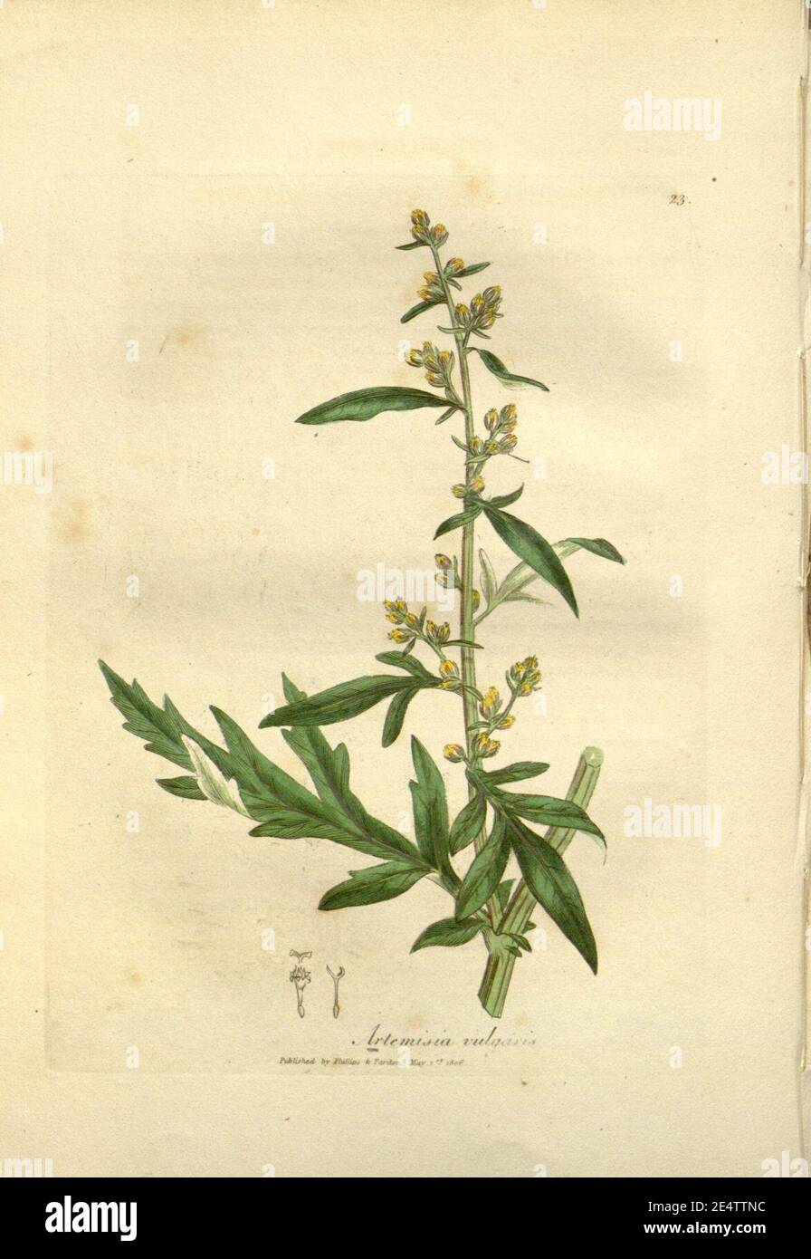 Medical botany (Plate 23 Stock Photo - Alamy