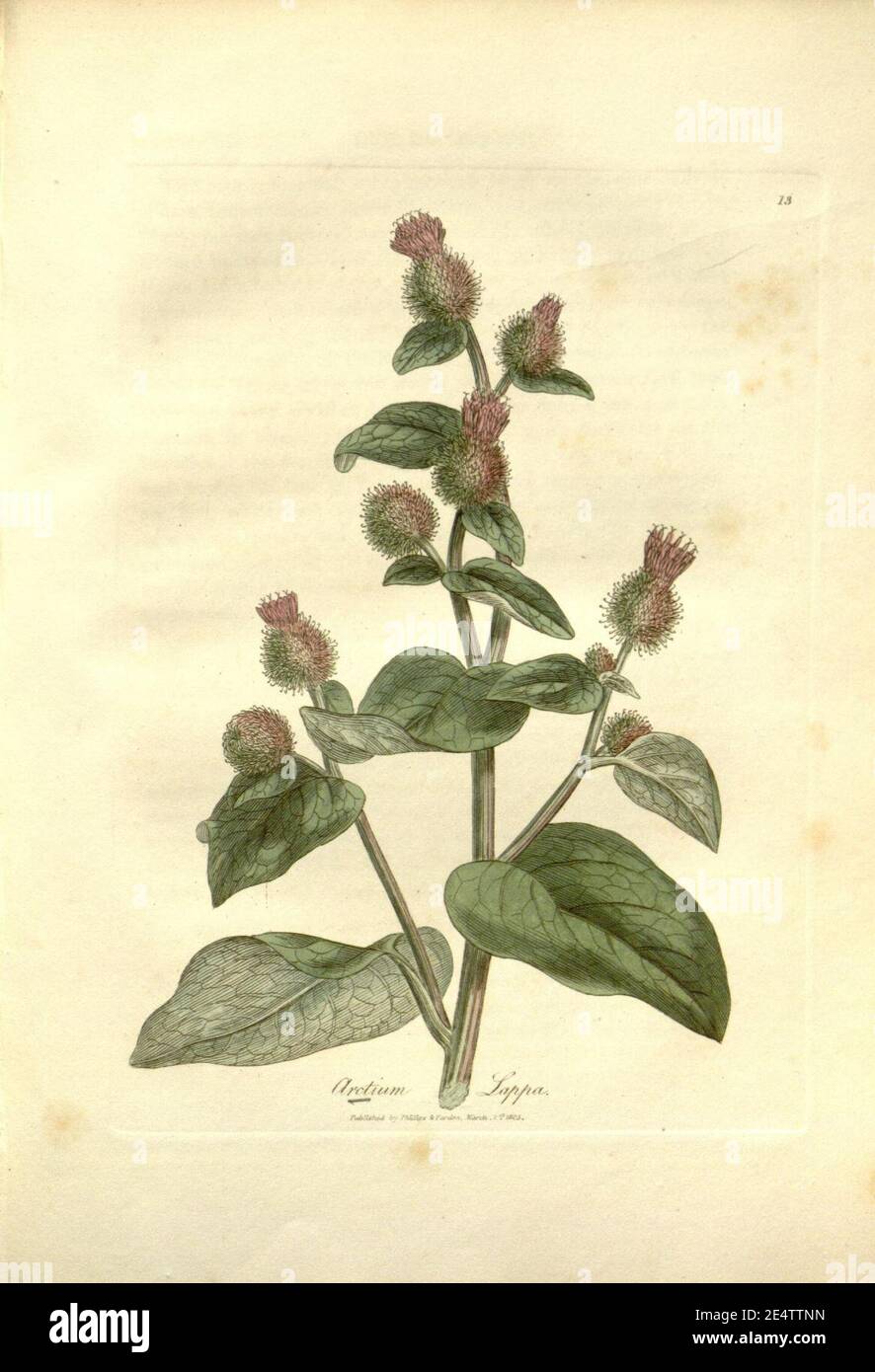 Medical botany (Plate 13 Stock Photo - Alamy