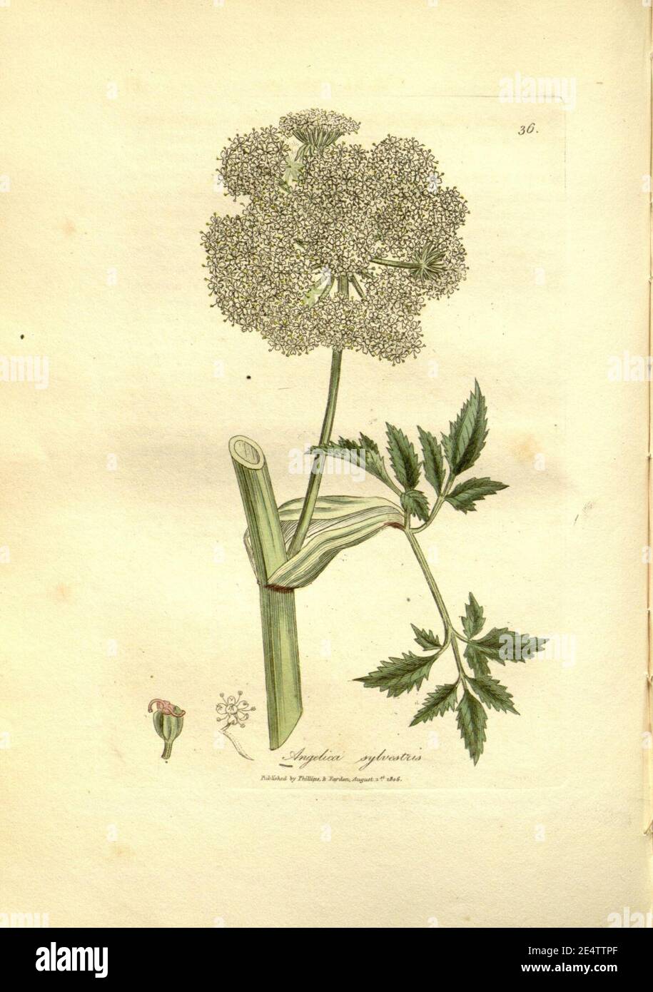 Medical botany (Plate 36 Stock Photo - Alamy