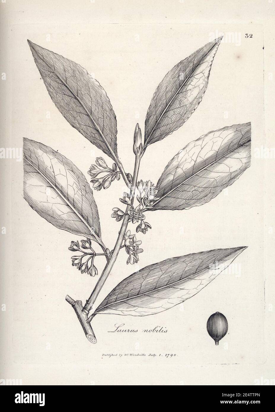 Medical botany (Plate 32 Stock Photo - Alamy