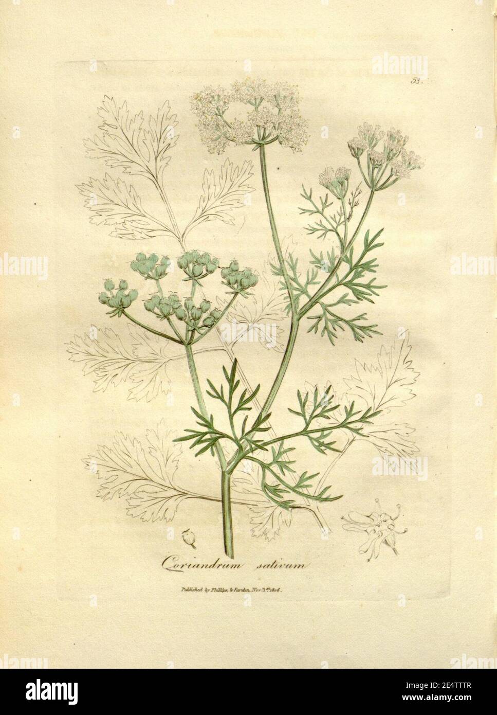 Medical botany (Plate 53 Stock Photo - Alamy