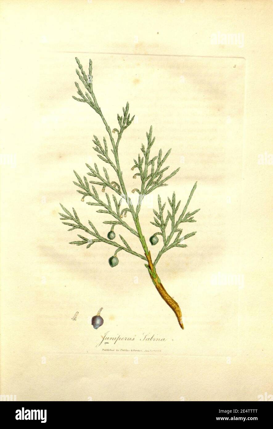 Medical botany (Plate 5 Stock Photo - Alamy