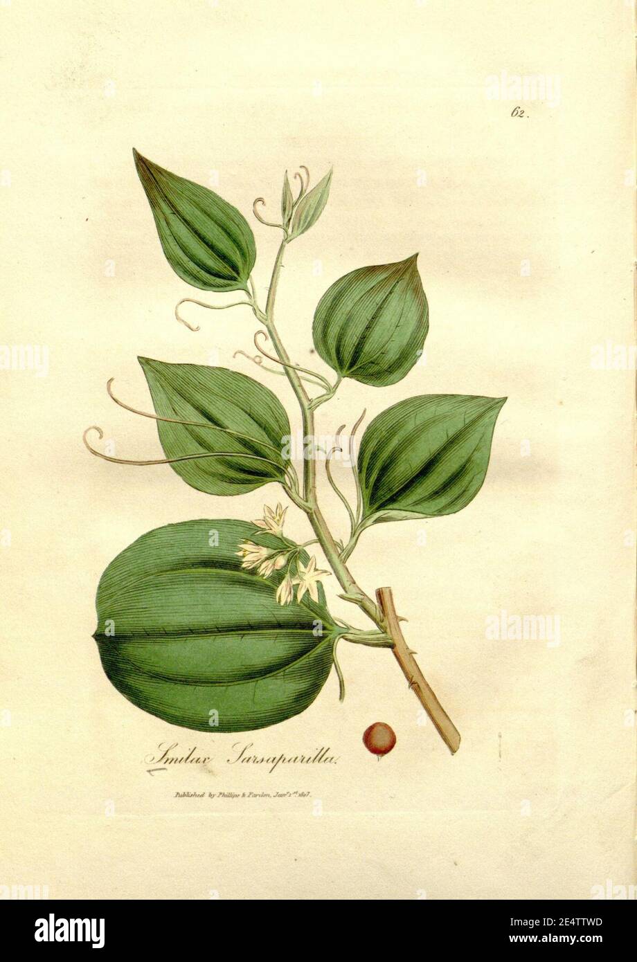 Medical botany (Plate 62 Stock Photo - Alamy