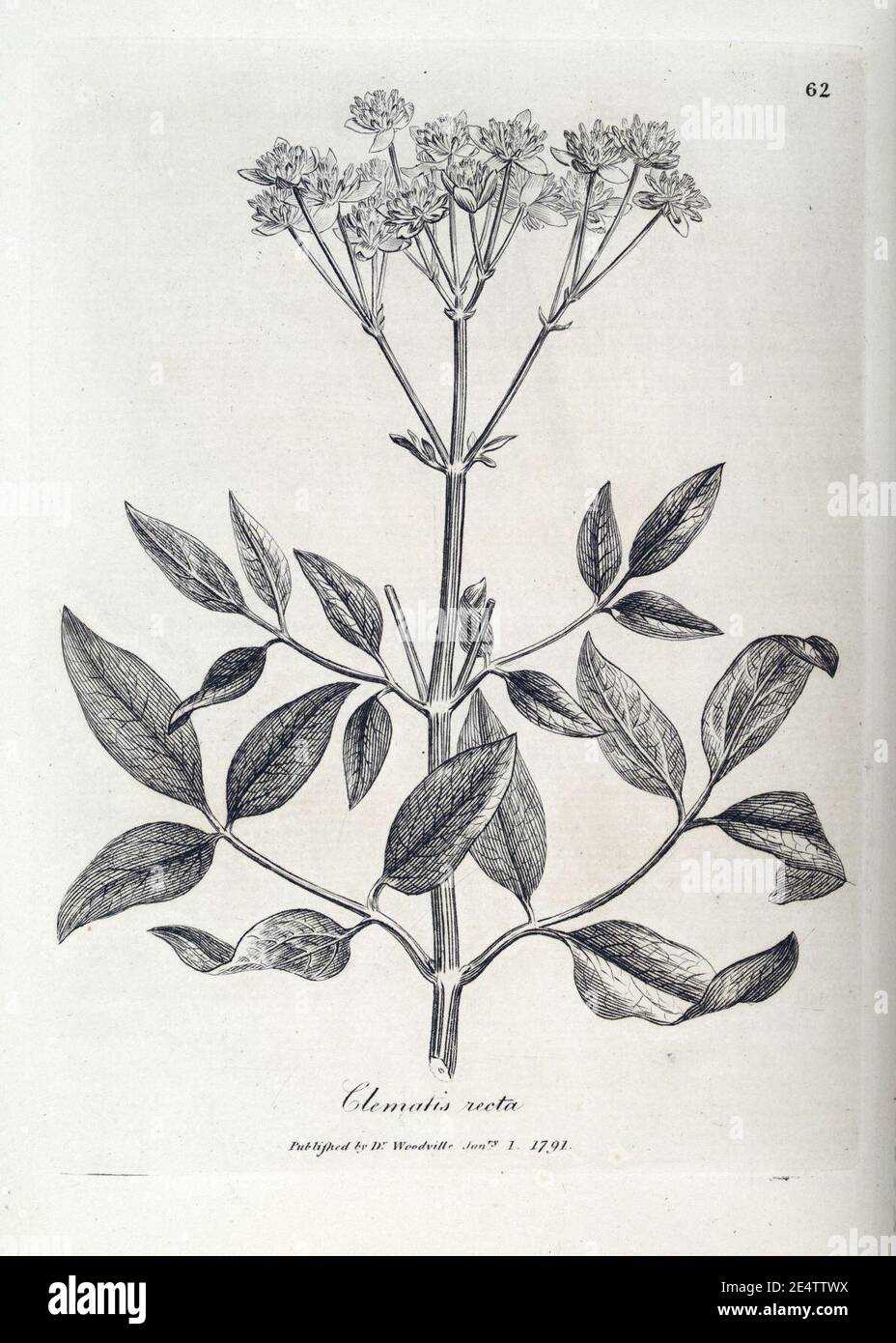 Medical botany (Plate 62 Stock Photo - Alamy