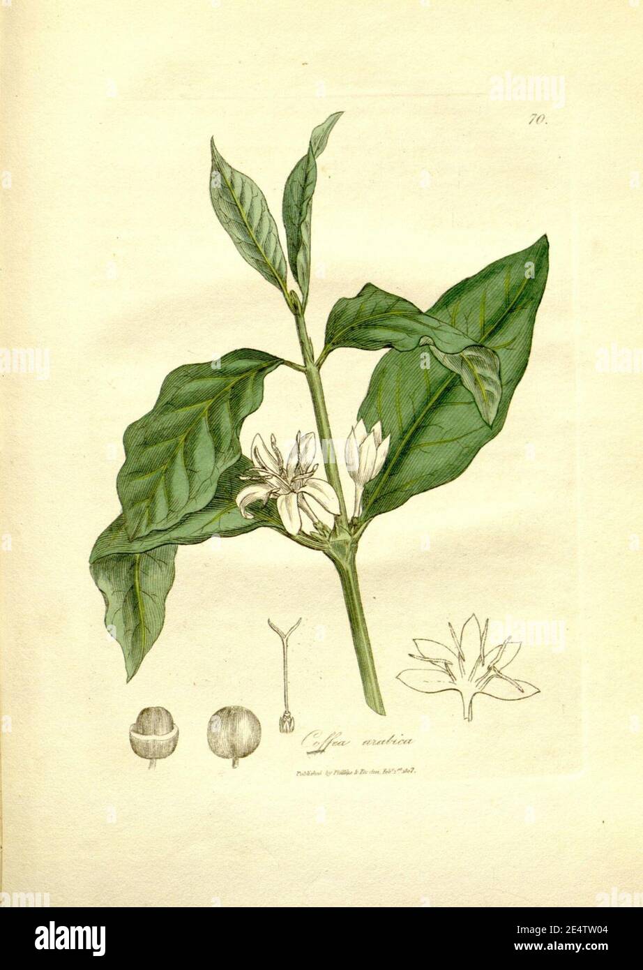 Medical botany (Plate 70 Stock Photo - Alamy