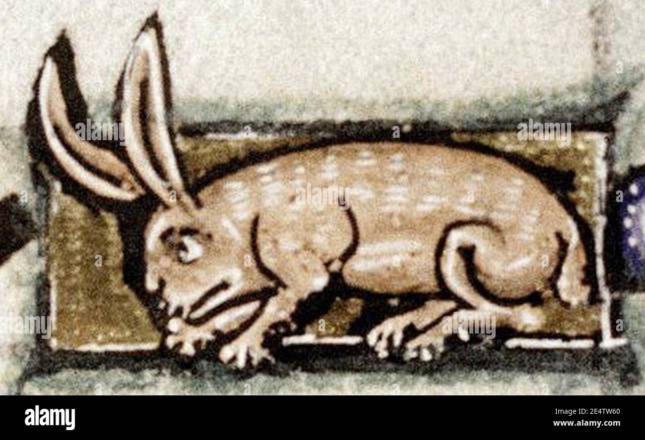 Medieval rabbits (6 Stock Photo - Alamy