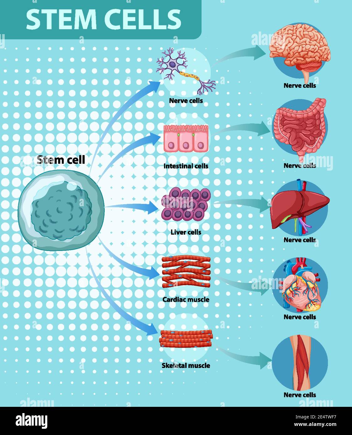 Information poster on human stem cells illustration Stock Vector Image ...