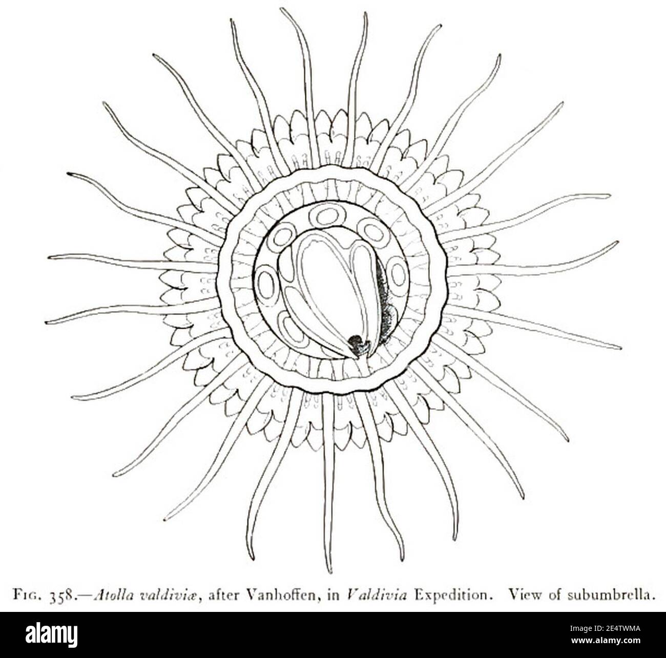 Medusae of world-vol03 fig358 Atolla valdiviae Stock Photo - Alamy
