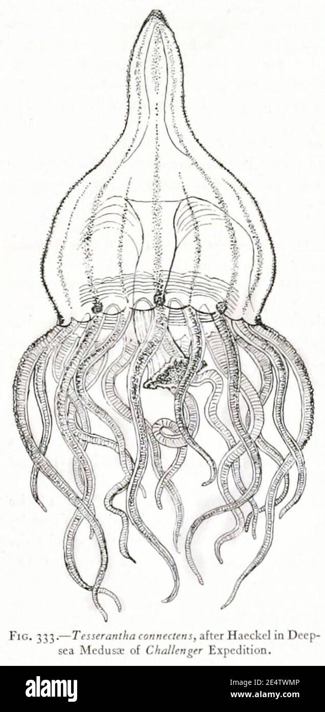 Medusae of world-vol03 fig333 Stock Photo - Alamy