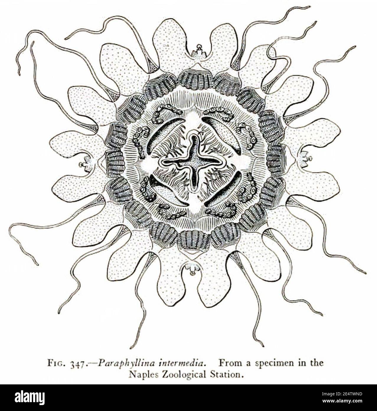 Intermedia Cut Out Stock Images & Pictures - Alamy