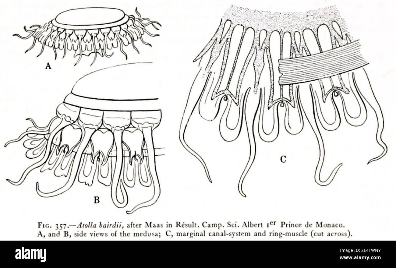 Atolla hi-res stock photography and images - Alamy