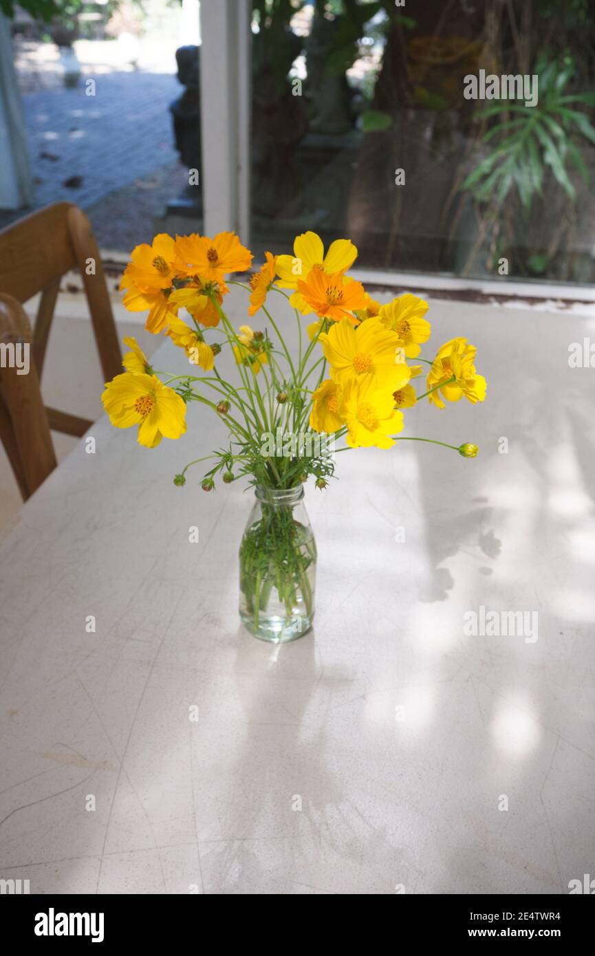Starburst flower hi-res stock photography and images - Alamy