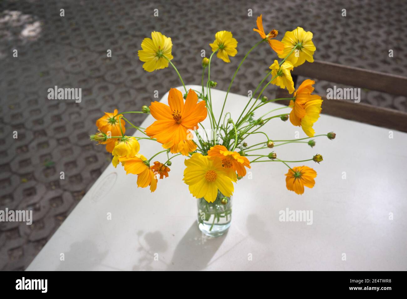 Starburst flower hi-res stock photography and images - Alamy