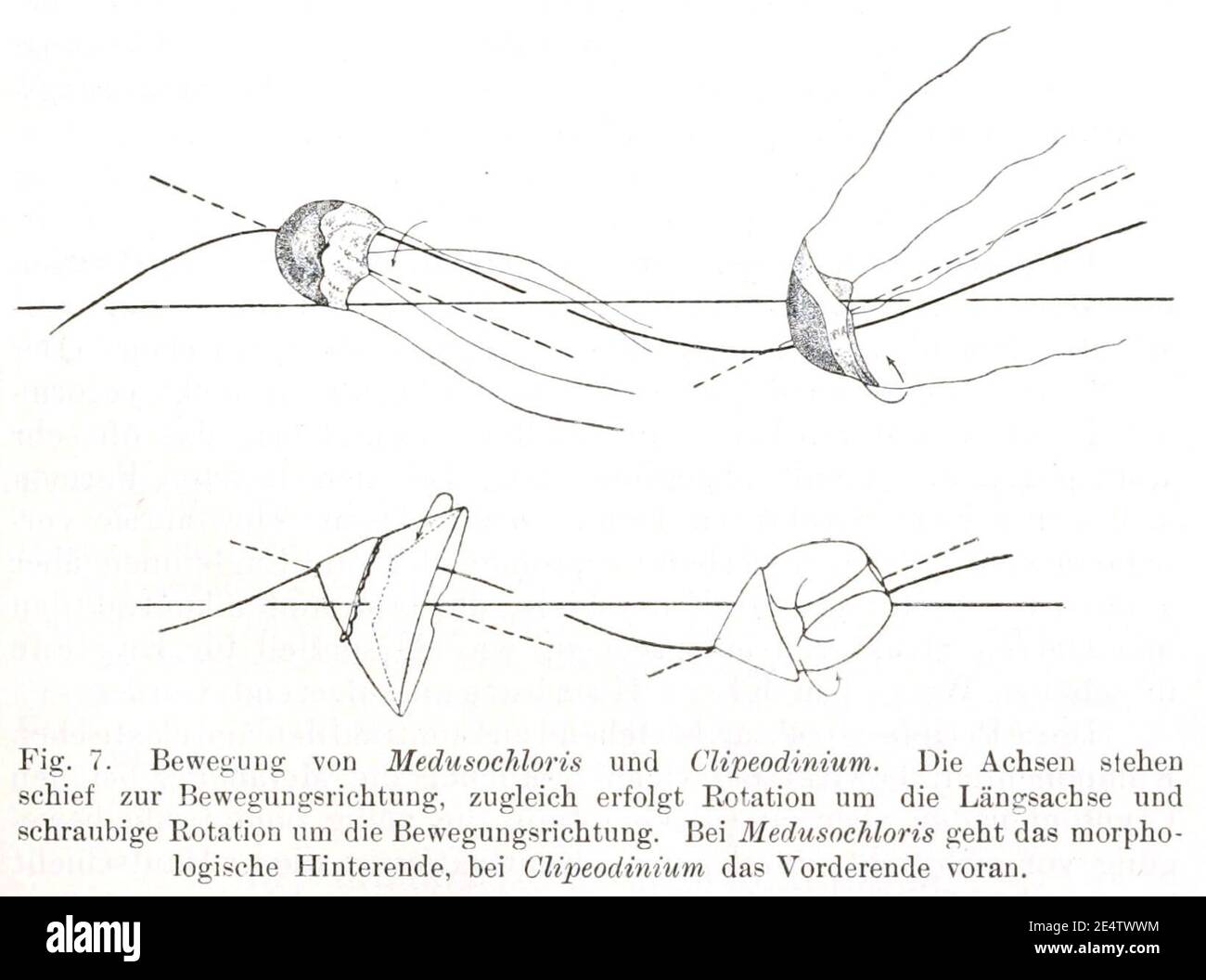 Medusochloris phiale fig7 Stock Photo - Alamy