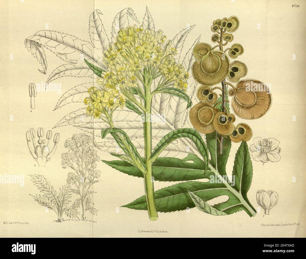 Polyandra hi-res stock photography and images - Alamy