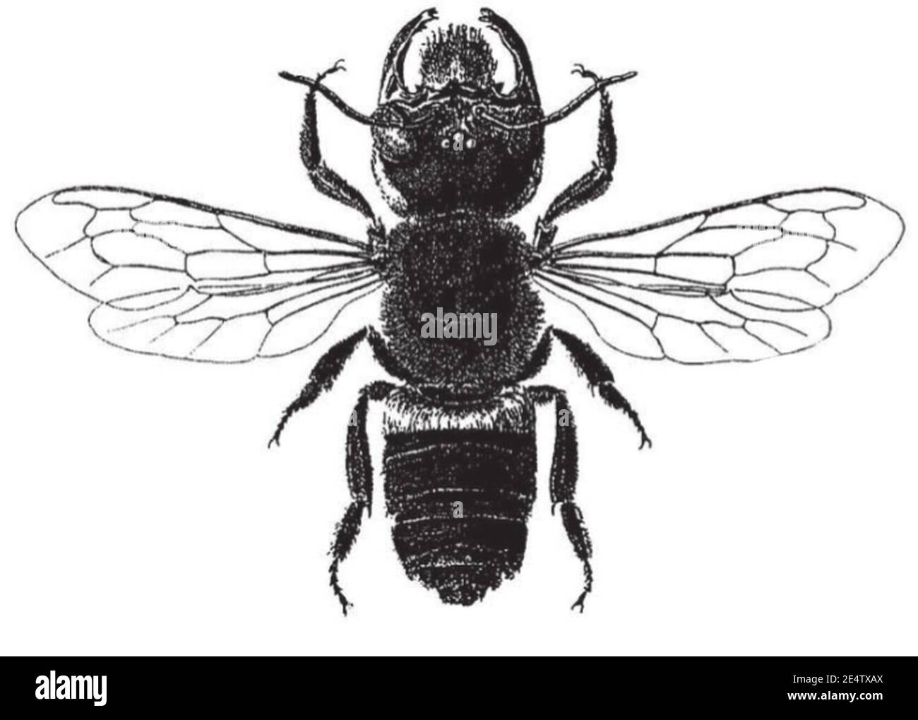 Megachile pluto hi-res stock photography and images - Alamy