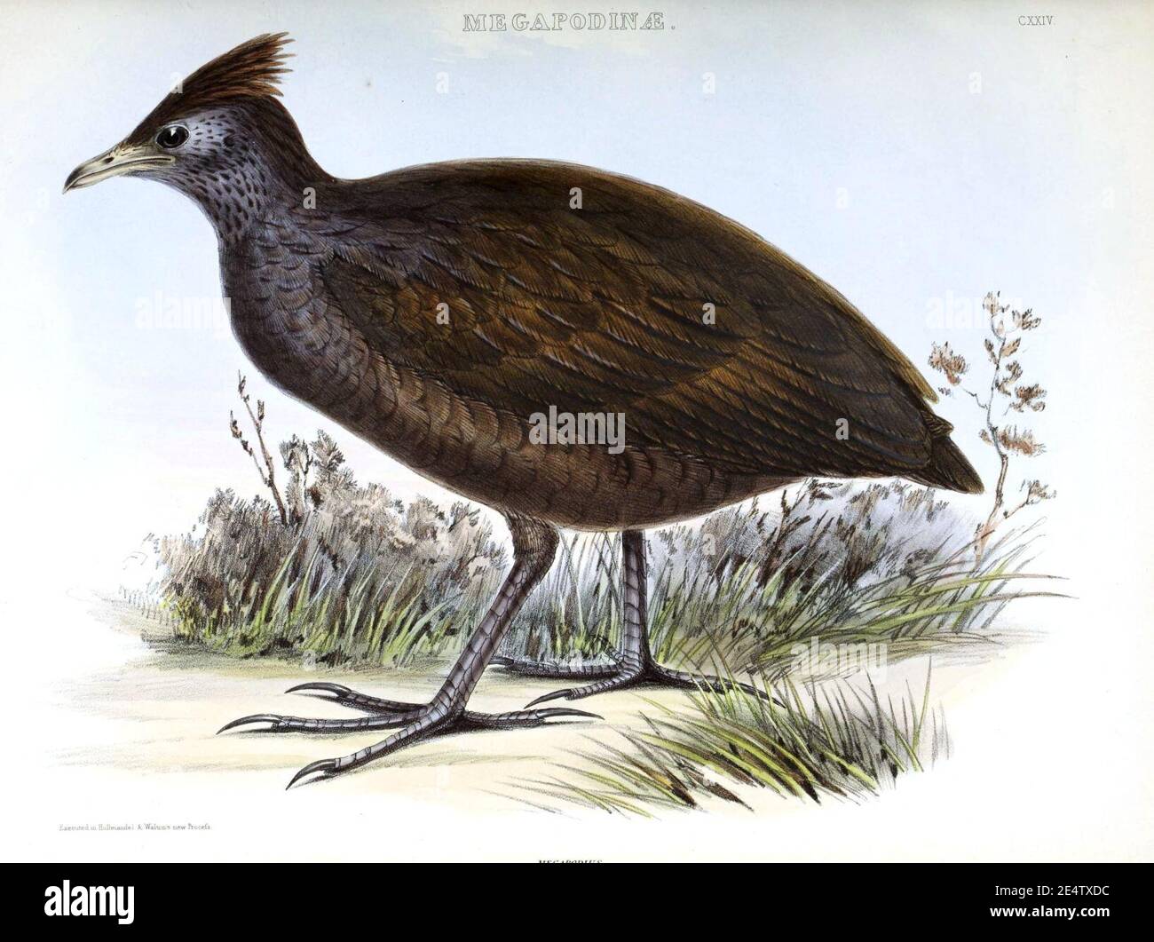 Megapodius hi-res stock photography and images - Alamy