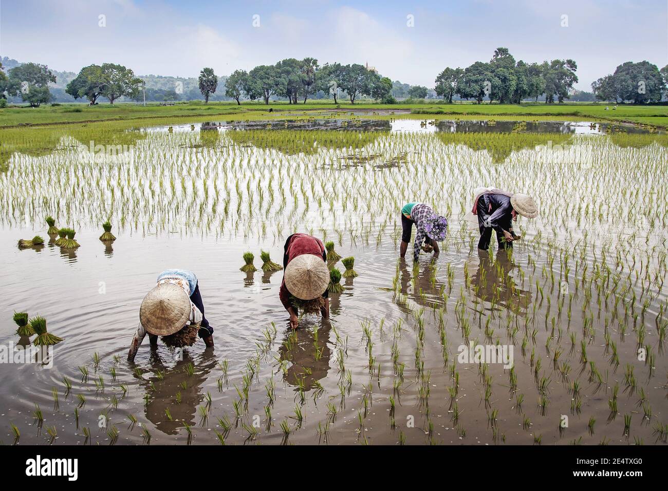 Unidentifiable farmers plant rice in the field. Farmers are planting ...