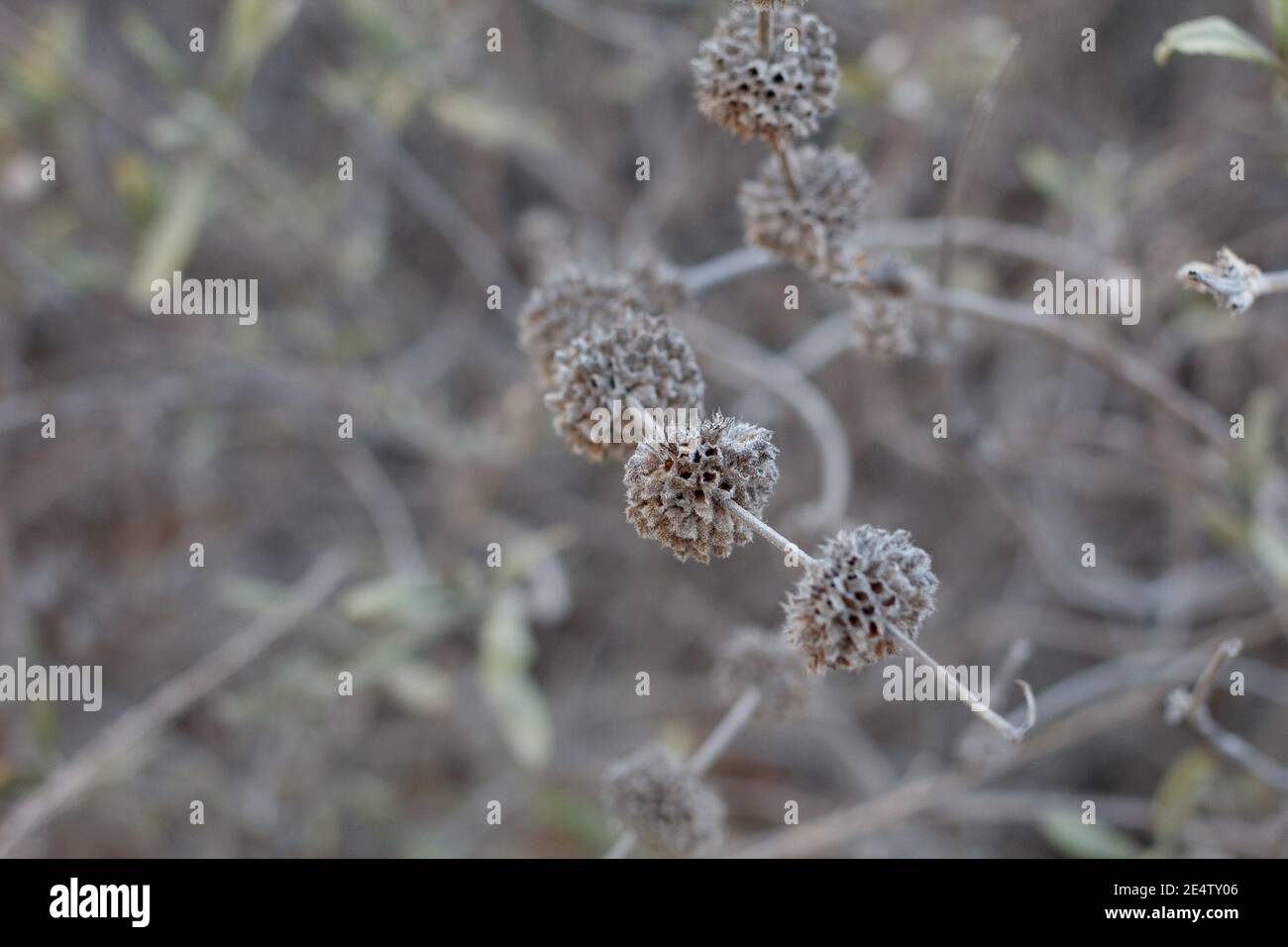 Grey bracts previously housing fruit, Black Sage, Salvia Mellifera ...