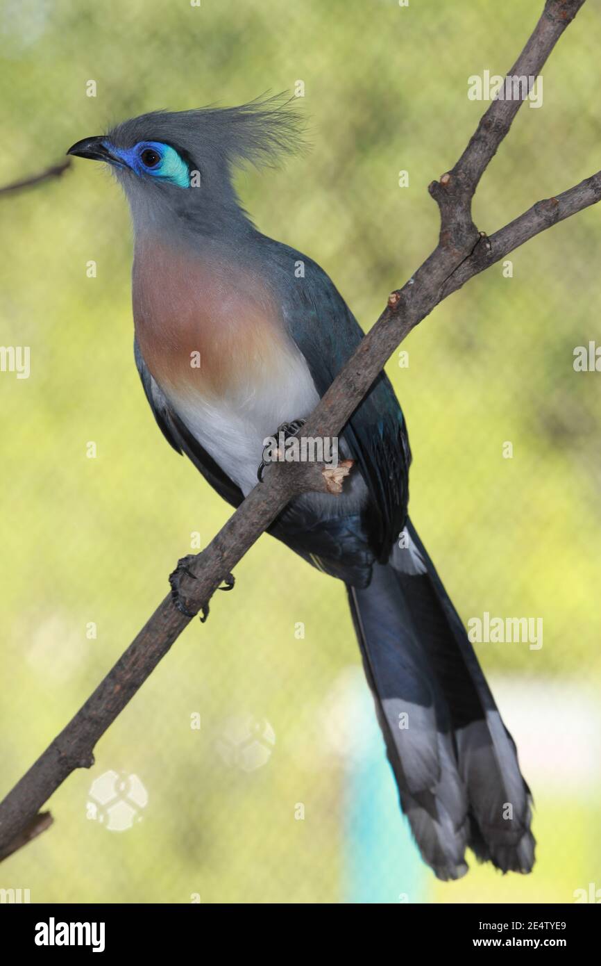 Crested Coua resting on a branch, with profile view of it is face Stock ...