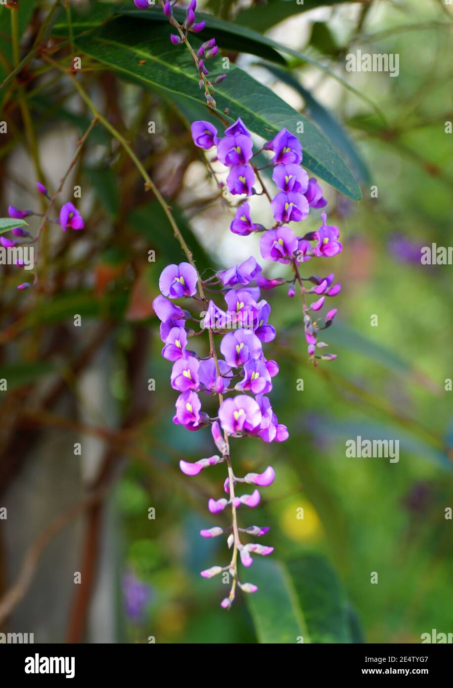 Purple coral-pea flowers, a climbing plant that is also known as 'Happy ...