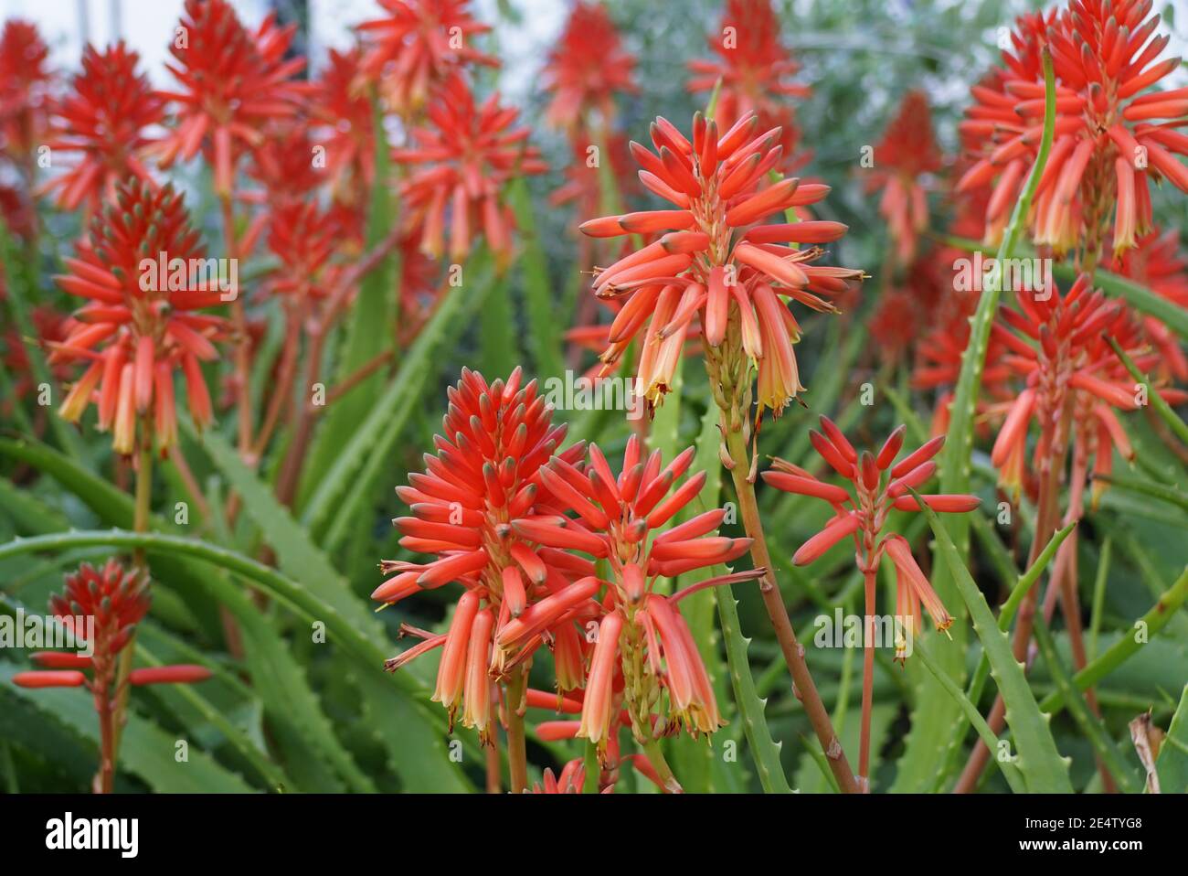 The bright red color of aloe vera flowers Stock Photo - Alamy