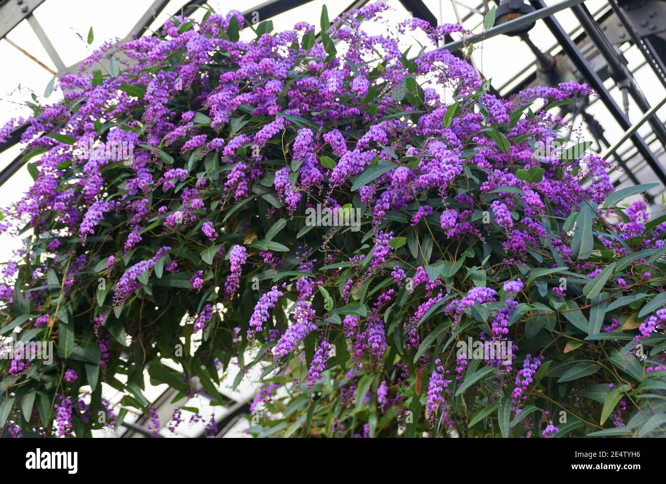 Purple coral-pea flowers, a climbing plant that is also known as 'Happy ...