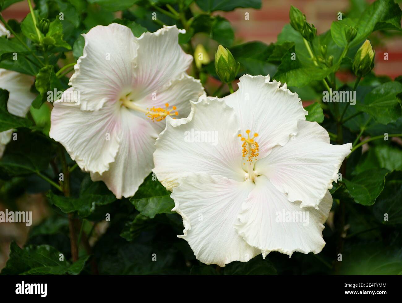 Real Chinese Flowers