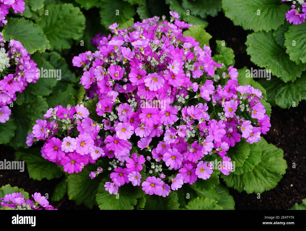 Beautiful light purple color of Primrose 'Prima Lilac' flowers Stock ...