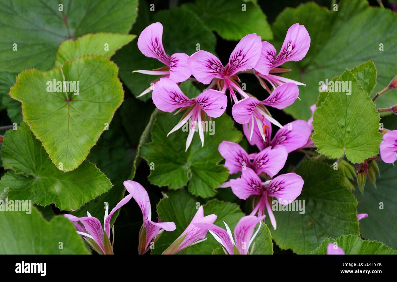 Pelargonium purple heart hi-res stock photography and images - Alamy