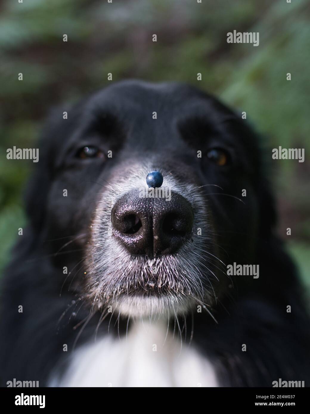 Selective focus shot of blueberry on top of border collie nose Stock ...