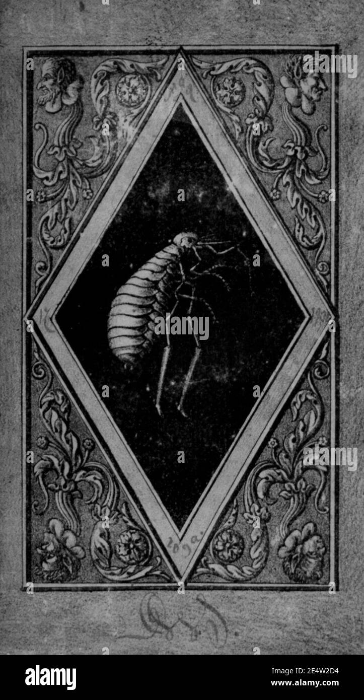 Floh hi-res stock photography and images - Alamy