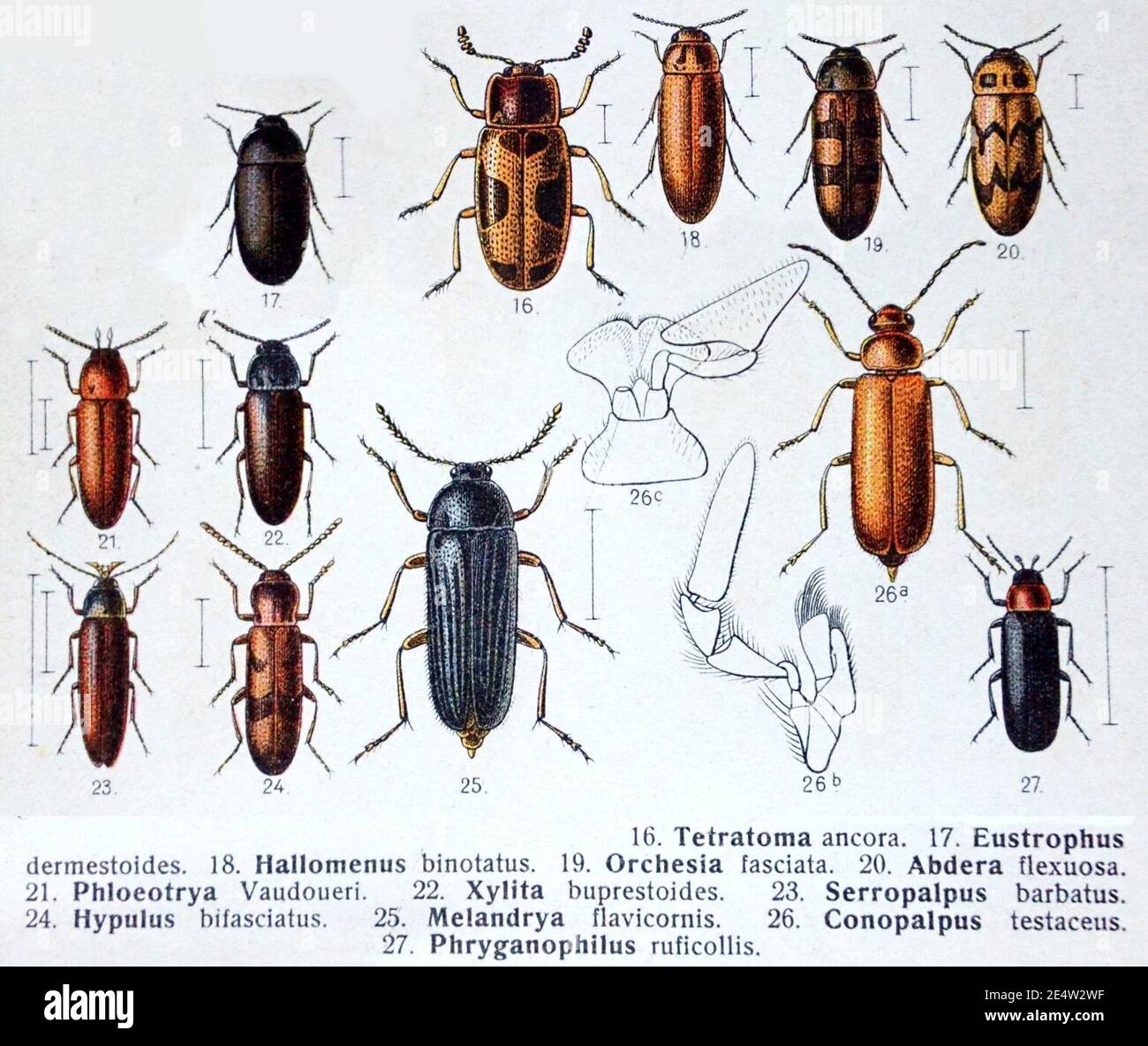 Melandryidae hi-res stock photography and images - Alamy