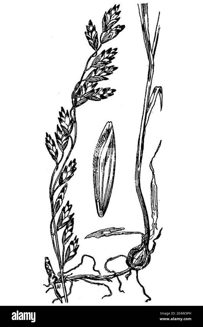 Melica spectabilis HC-1950 Stock Photo - Alamy