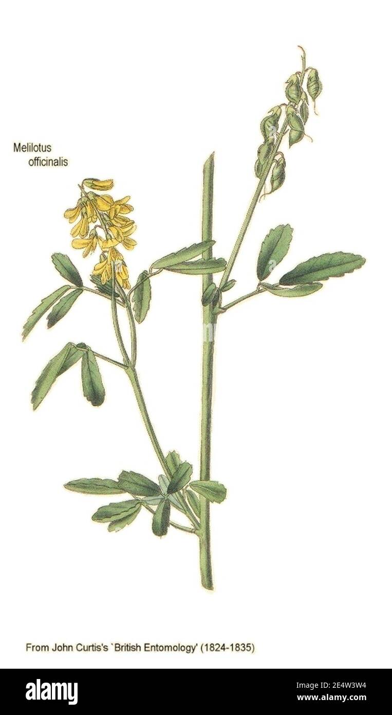 Melilotus melilotus officinalis Cut Out Stock Images & Pictures - Alamy
