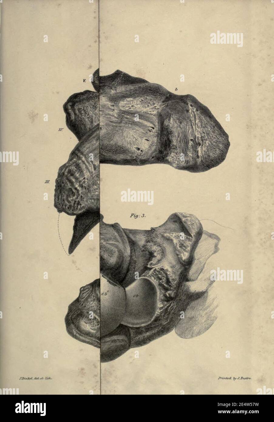 Memoir on the megatherium, or giant ground-sloth of America Stock Photo ...