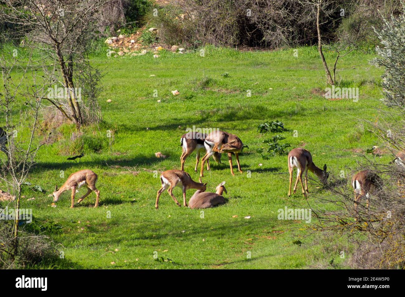 Gazelle valley park israel hi-res stock photography and images - Alamy