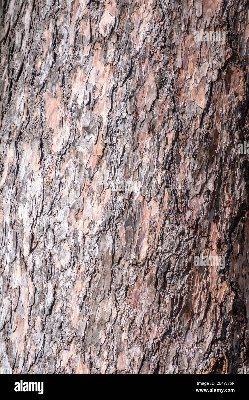 Bark of pine tree. The texture of spruce bark. Seamless tree bark ...