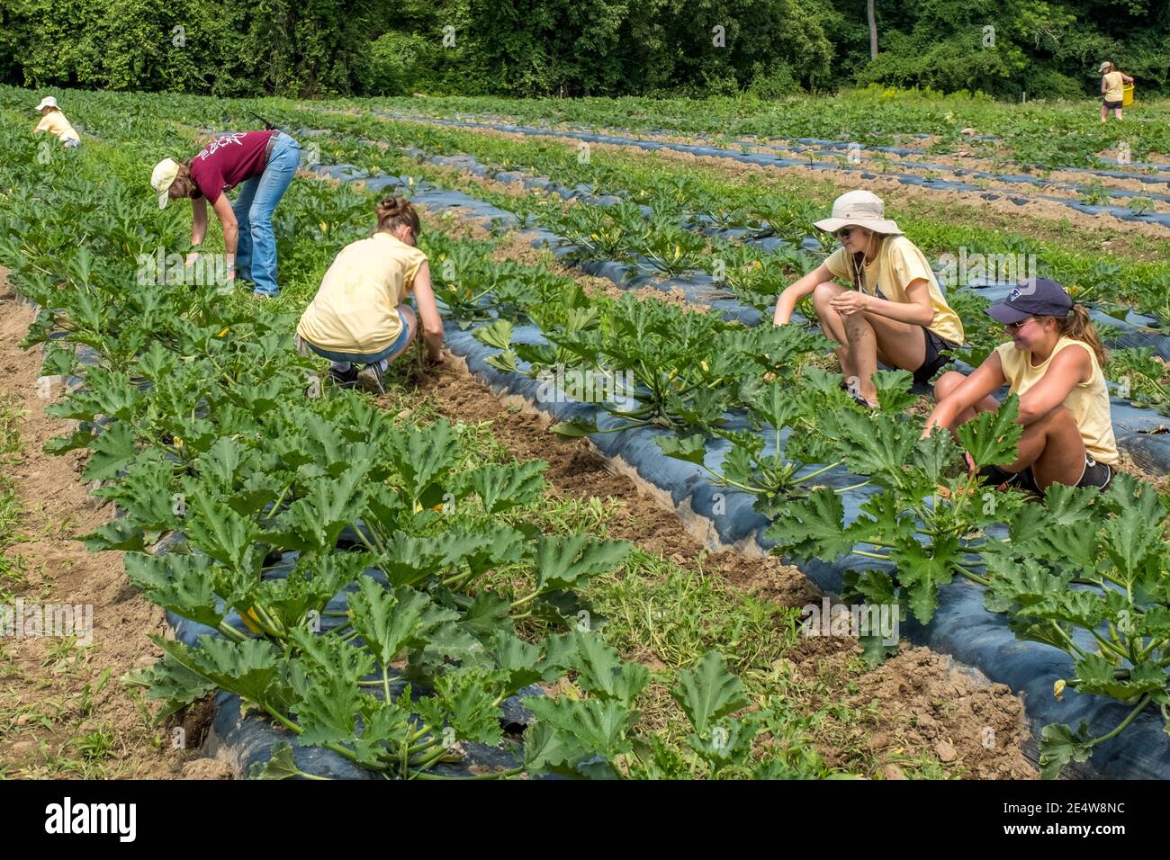 Community planting hi-res stock photography and images - Alamy