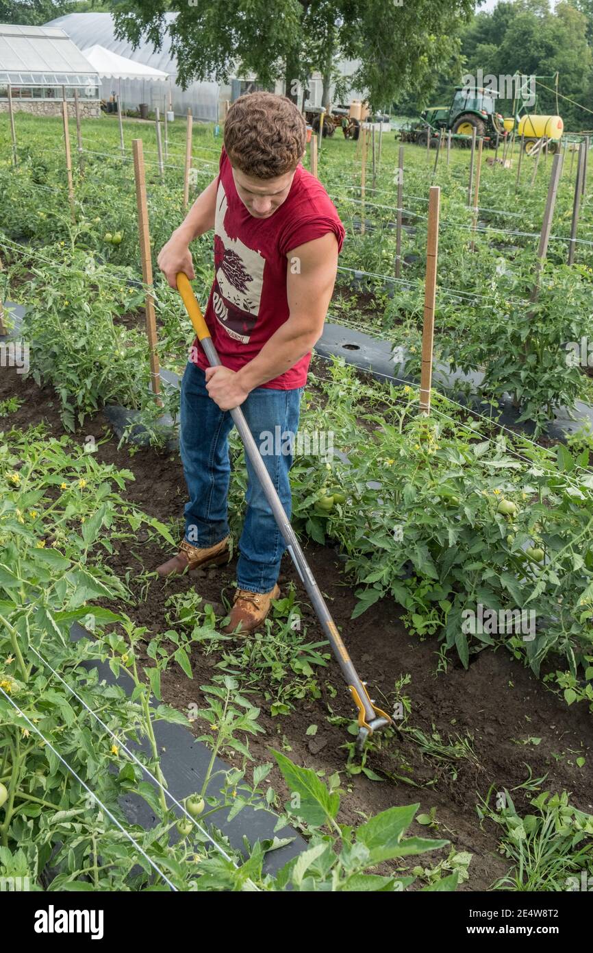 People working at a large community garden to produce food for the ...