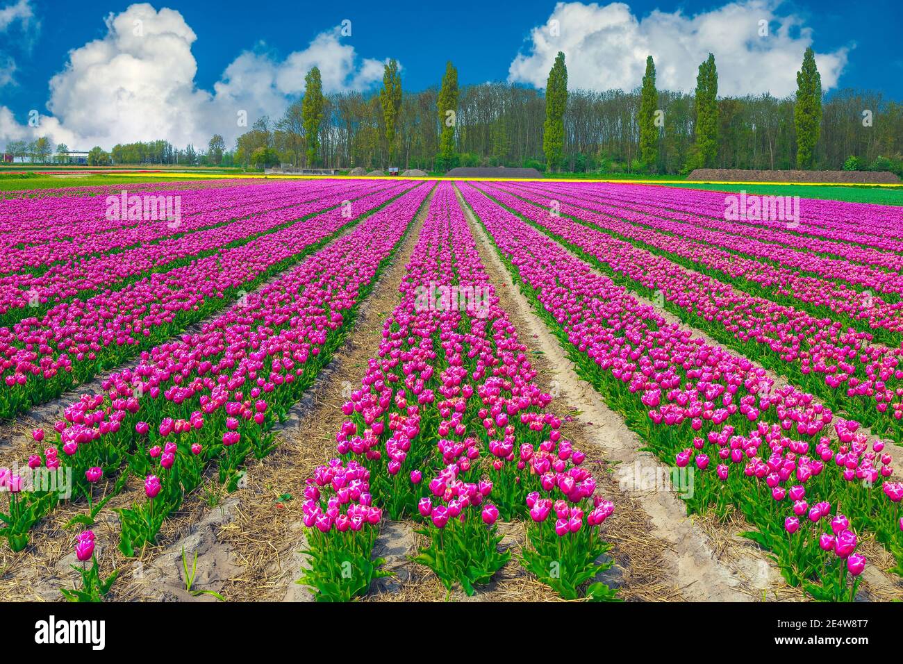 Agricultural land with colorful pink tulip fields near Leiden ...