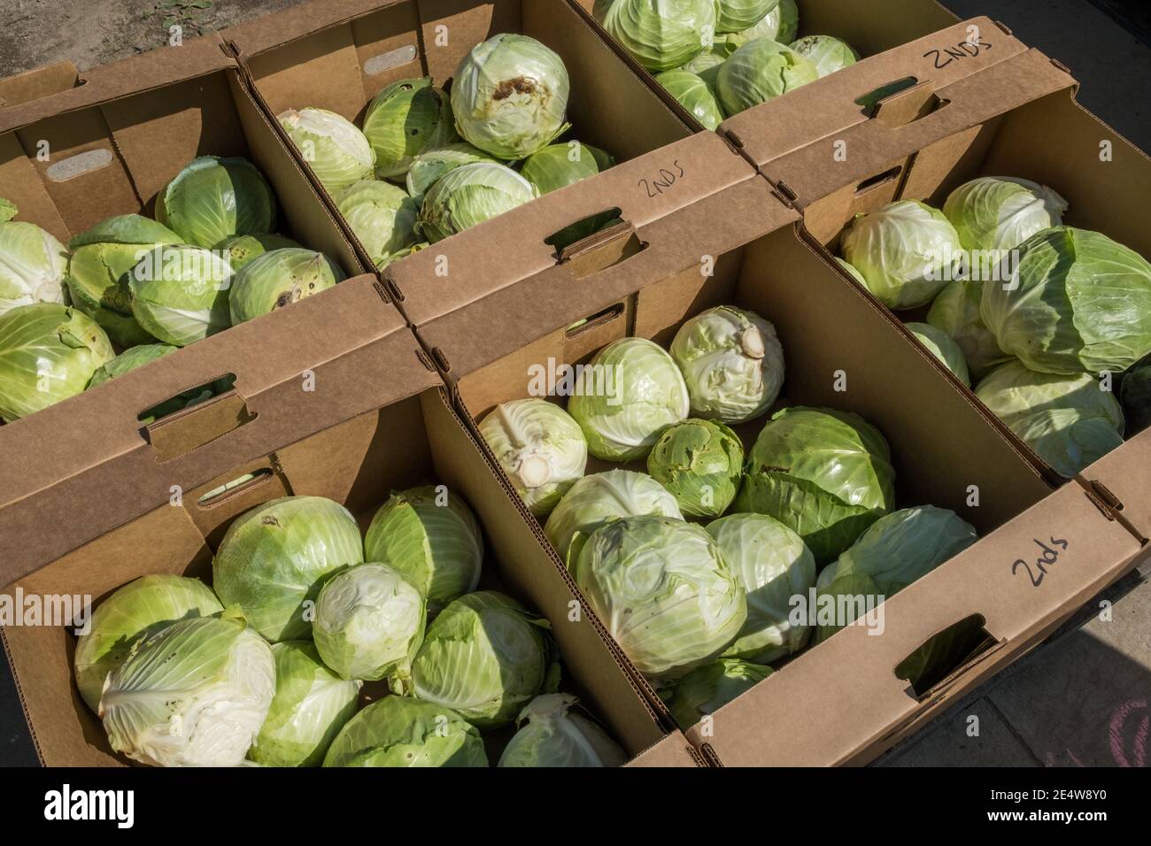 Heads of cabbage ready for delivery Stock Photo - Alamy